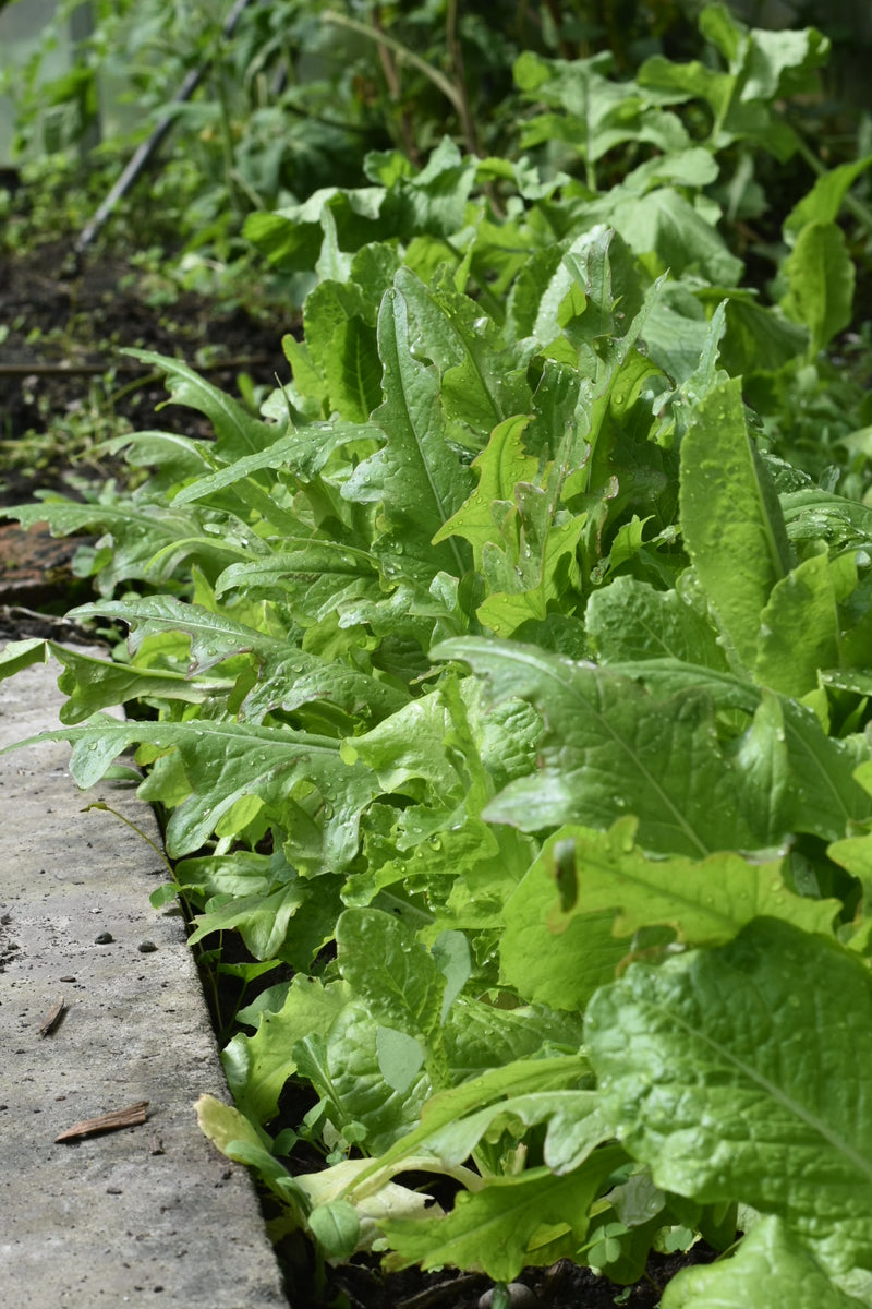 Lettuce, Mesclun Mix – Gibson & Green